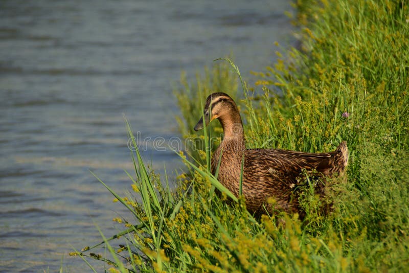 Female Duck in the Green Grass Near the Water Stock Photo - Image of ...