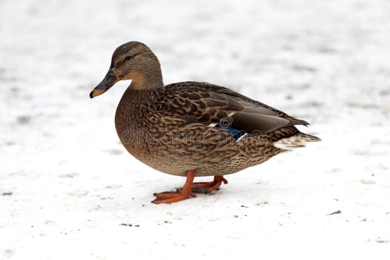 Female duck on the ground stock image. Image of fowl - 260955429