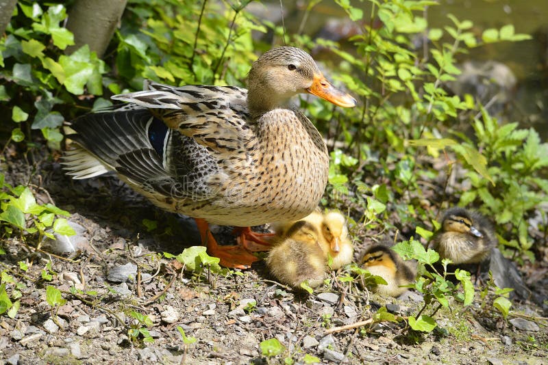 Female Duck with Its Ducklings on Ground Stock Image - Image of ...