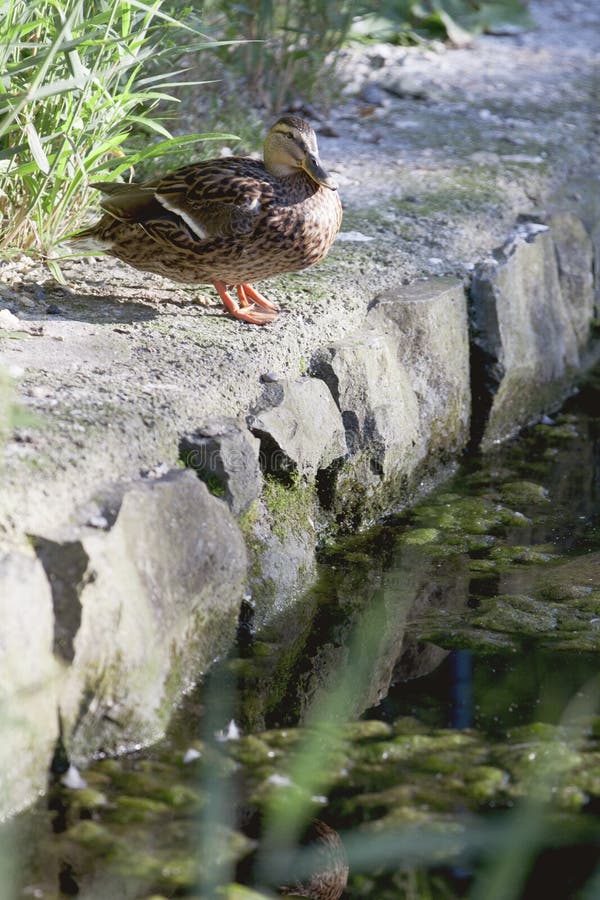 Female duck stock image. Image of cute, bathing, birds - 34968039