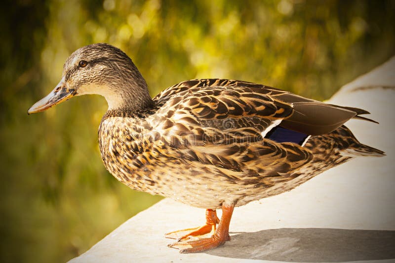 Female duck stock image. Image of females, duck, animals - 33562219