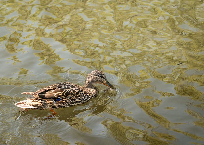 Female Duck on a Pond with Abstract Reflections Stock Image - Image of ...