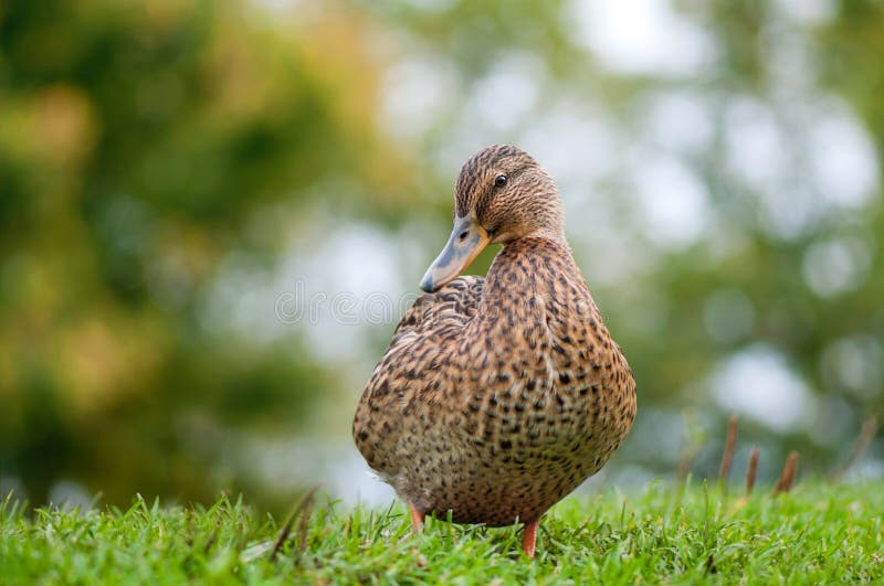 Female Duck stock image. Image of cute, farm, feather - 31348009