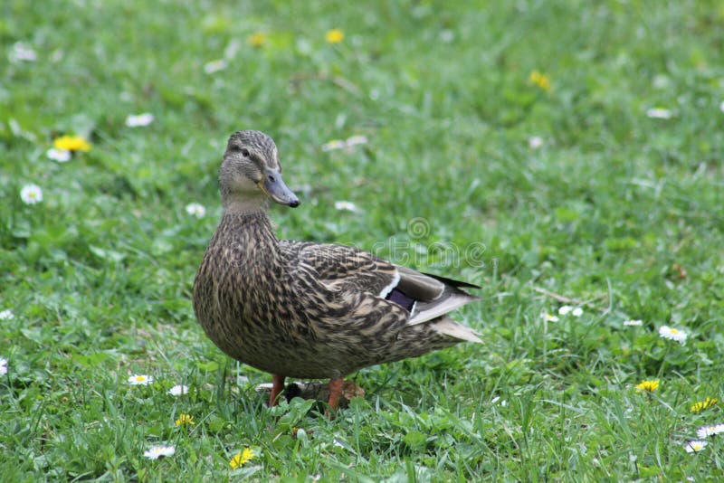 Female Duck Side View with Head on Back on Green Background Stock Photo ...