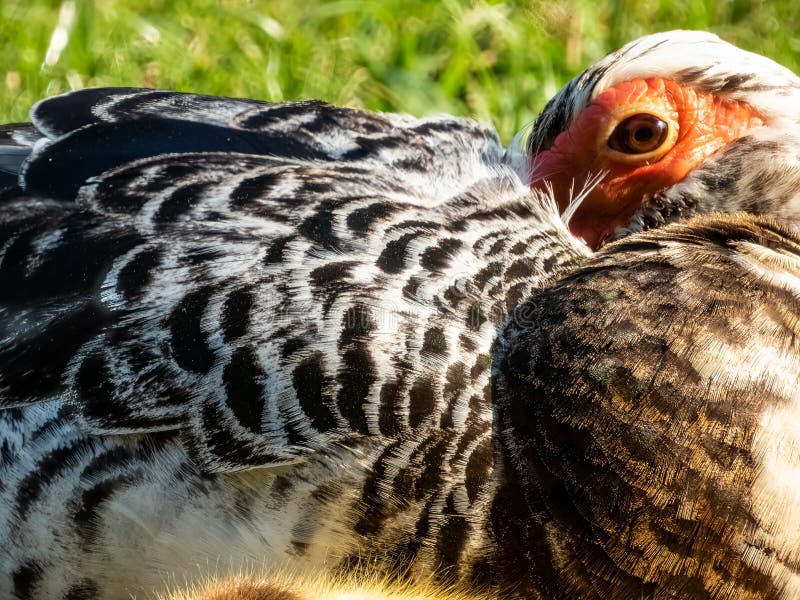 Female Duck Sleeping on the Grass. Stock Photo - Image of beautiful ...