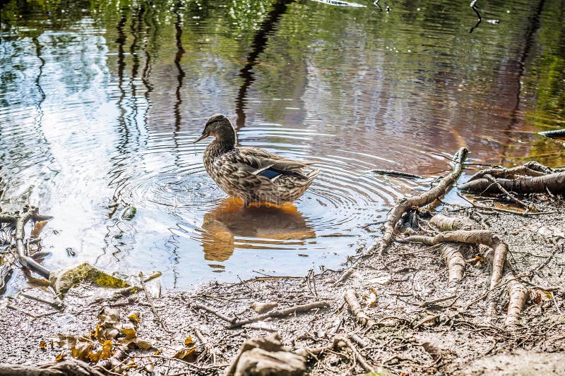 Female Duck Standing in a Muddy Puddle Stock Photo - Image of brown ...