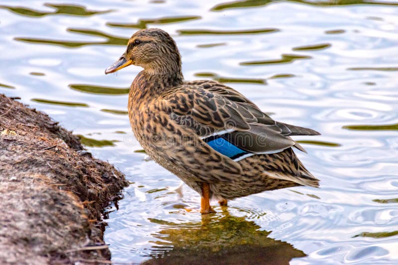 Female Duck Standing by the River Looking into the Water Stock Photo ...