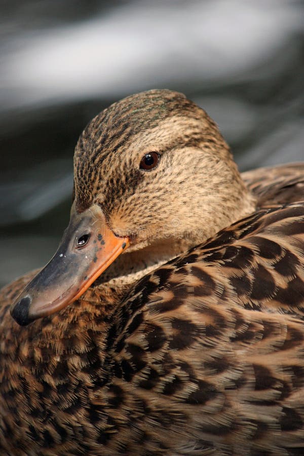 A Female Duck Staring at the Camera on a Pond. Stock Image - Image of ...