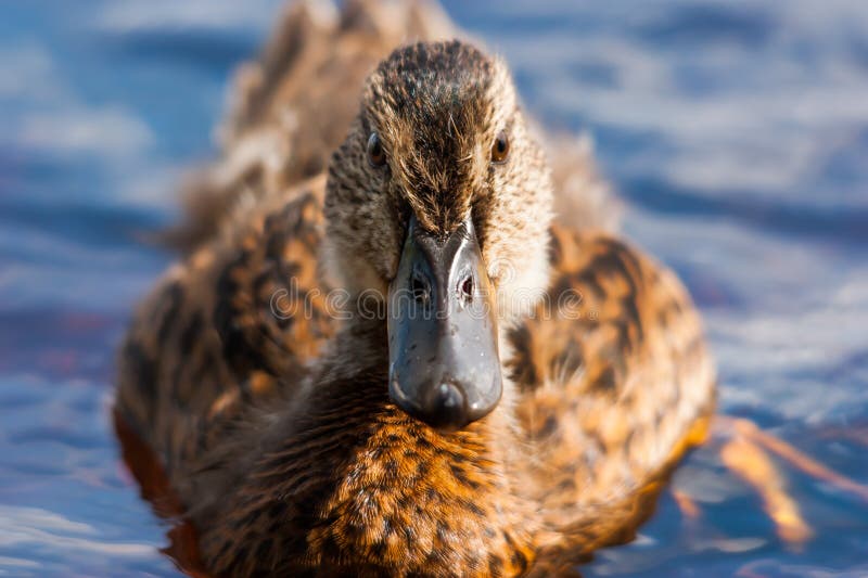 Female duck staring stock photo. Image of hunting, female - 62880354