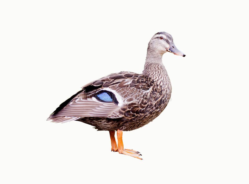 Female Indian Runner Duck, Anas Platyrhynchos Domesticus, Standing ...