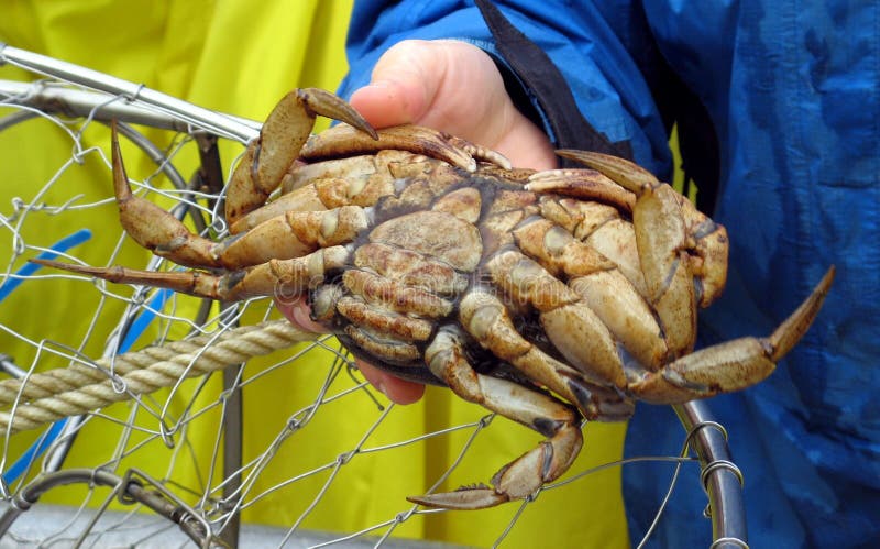 Female Dungeness Crab stock image. Image of marinelife - 3306069