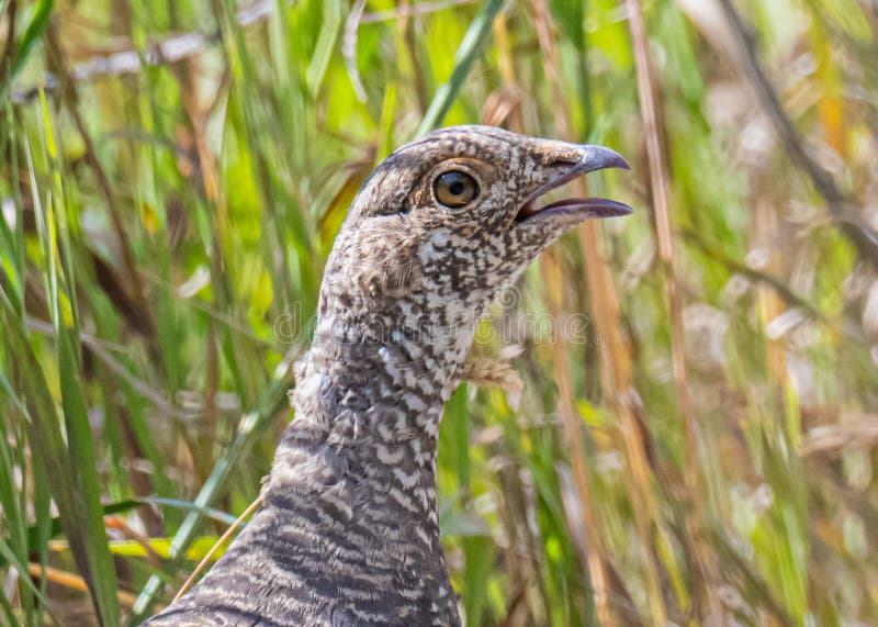 Dusky grouse head stock image. Image of nature, prairie - 396269559