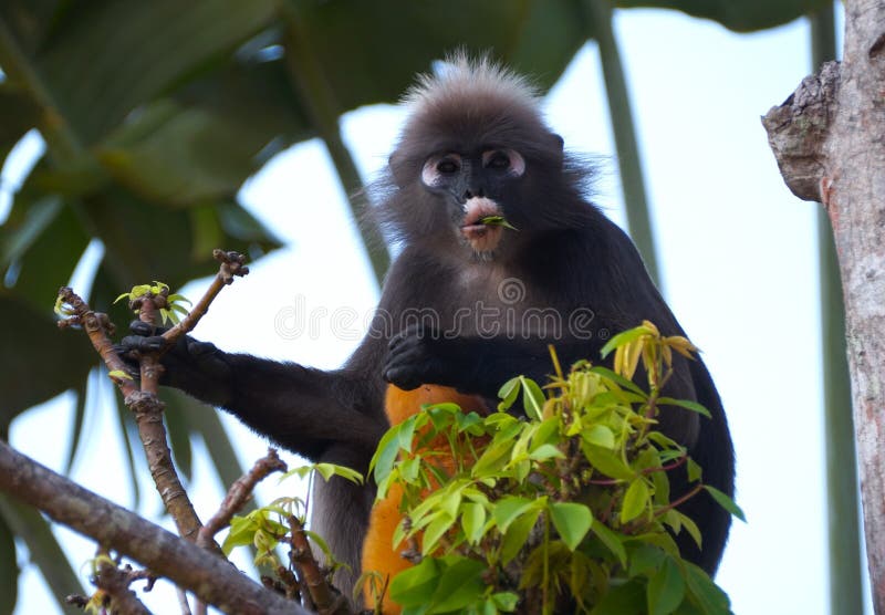 Female Dusky Langur, Dusky Leaf Monkey, Spectacled Langur ...
