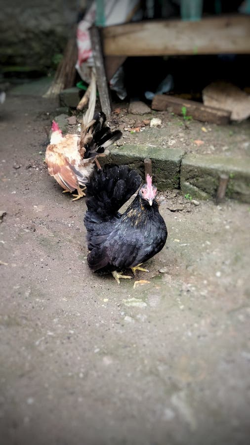 Female Dwarf Chicken stock photo. Image of chicken, dwarf - 364241882