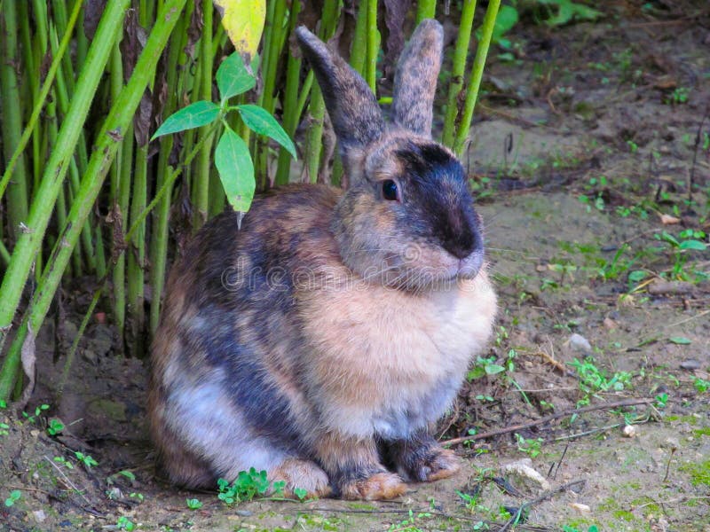 Female dwarf rabbit stock image. Image of lawn, rabbit - 381600903