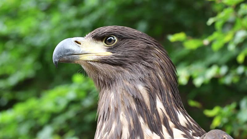Sea eagle stock footage. Video of feather, fowl, fauna - 348604608