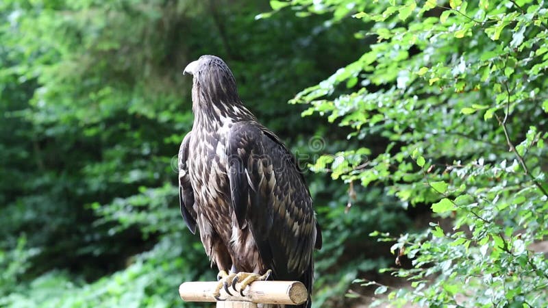 Female eagle, bird of prey stock video. Video of avian - 348507035