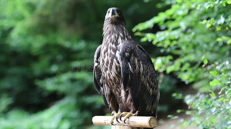 Female eagle, bird of prey stock footage. Video of feather - 348604624