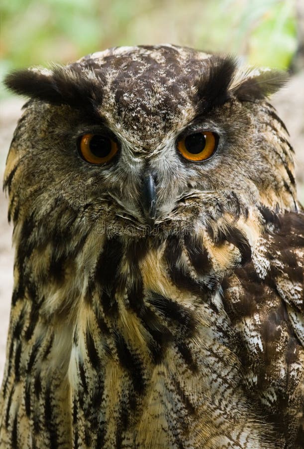 Female Eagle Owl - Vertical Image Stock Photo - Image of watching ...