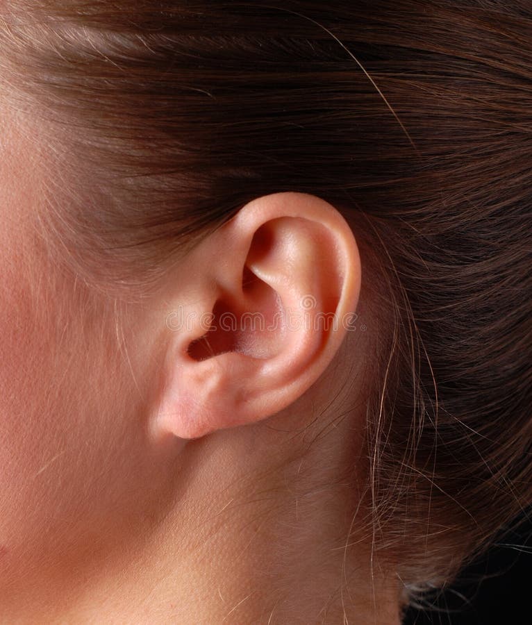 Female ear stock photo. Image of hair, women, ears, female - 8369182