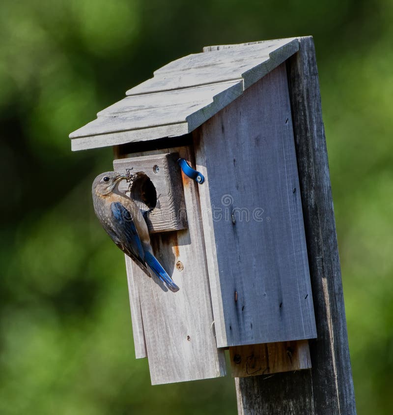 Female Eastern Bluebird with Eastern Lubber Grasshopper about To Feed ...