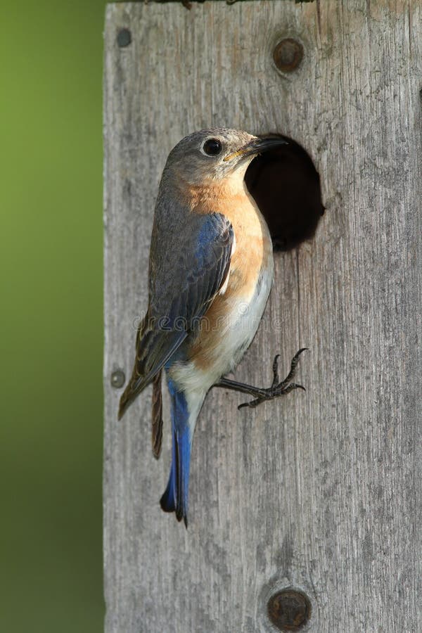 Female Eastern Bluebird Perched on Nest Box - Onta Stock Image - Image ...