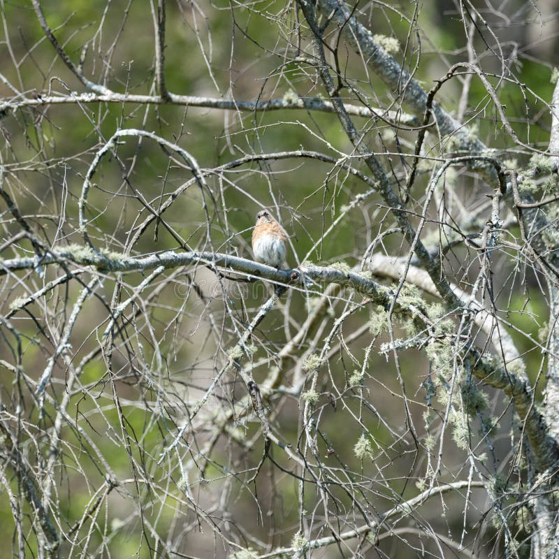 Fluffy Female Eastern Bluebird Stock Photos - Free & Royalty-Free Stock ...