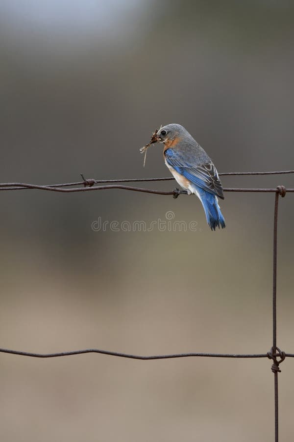 Spring Scene of an Eastern Bluebird Perched on a Barbed Wire Fence ...