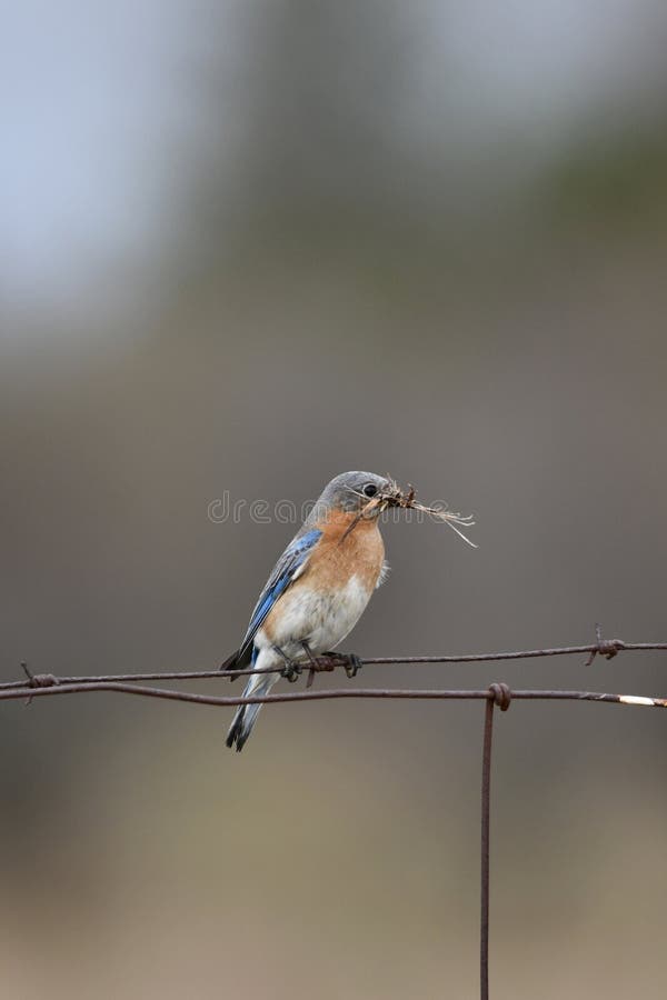 Spring Scene of an Eastern Bluebird Perched on a Barbed Wire Fence ...