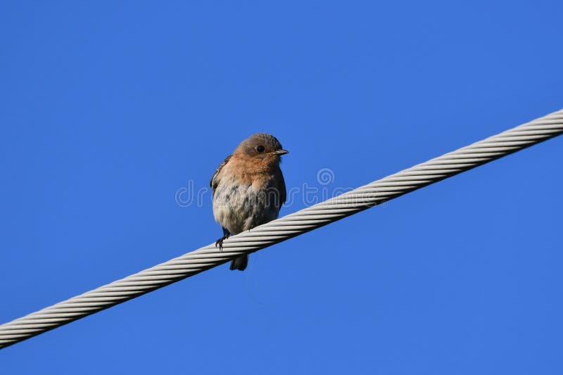 Female Eastern Bluebird Sits Perched on a Wire Stock Photo - Image of ...