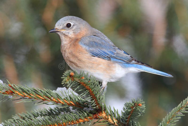 Female Eastern Bluebird in Snow Stock Image - Image of wing, blue: 49393021