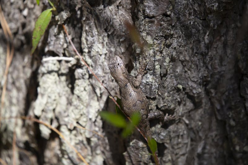 Female Eastern Fence Lizard on a Tree Stock Image - Image of life ...