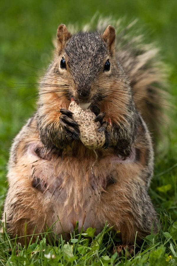 Female Eastern Fox Squirrel Stock Photo - Image of sciurus, squirrel ...