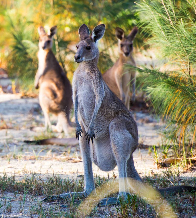 Eastern Grey Kangaroo Female Stock Photo - Image of affection, female ...