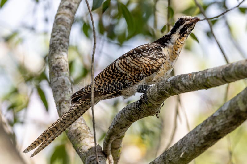 Female Eastern or Pacific Koel Stock Photo - Image of aves, birding ...