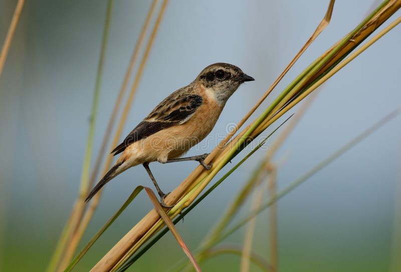 Female Eastern Stonechat Saxicola Stejnegeri Stock Image - Image of ...