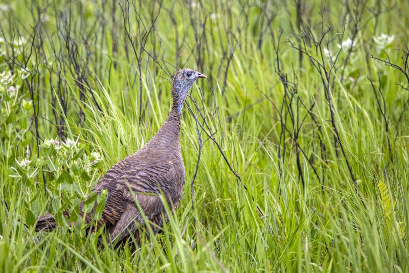 Female Eastern Wild Turkey in Tall Grass Stock Photo - Image of food ...