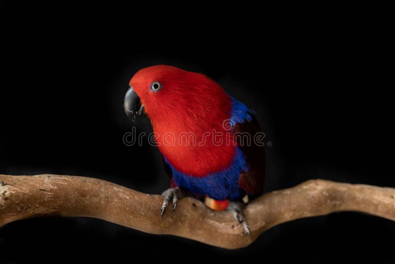 A Female Eclectus Parrot on a Branch Stock Photo - Image of animal ...