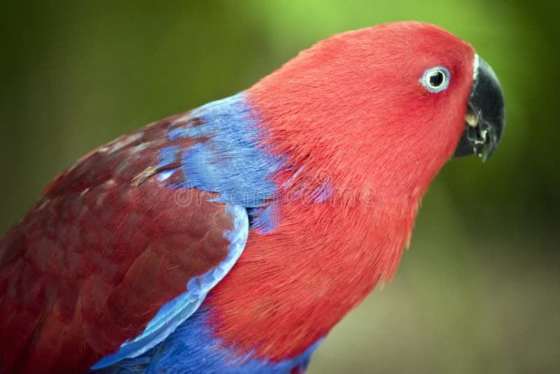 Female eclectus parrot stock photo. Image of feathers - 134428112