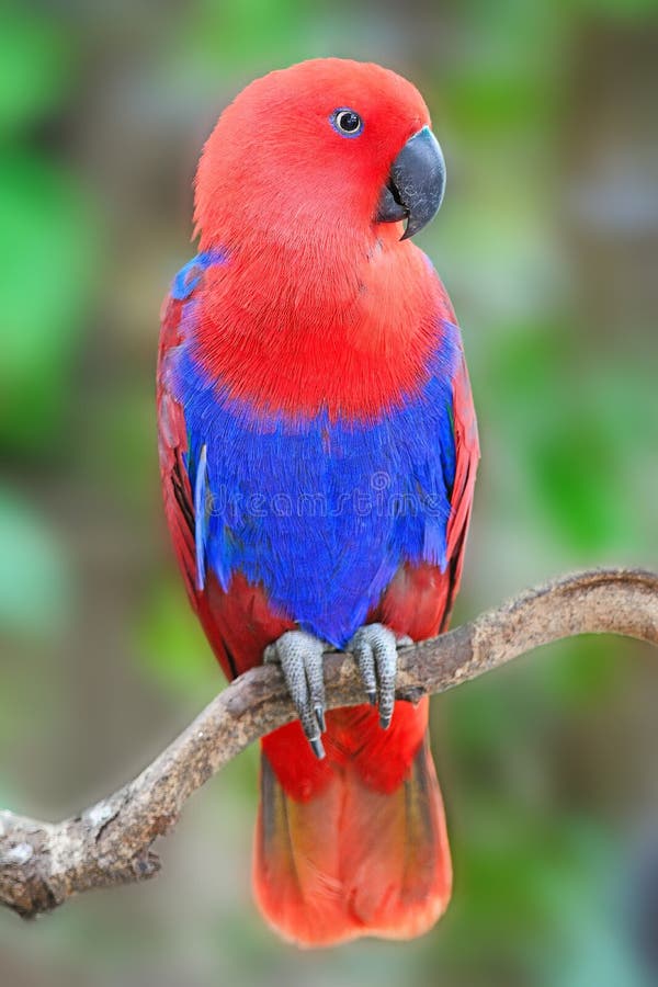 Eclectus parrot stock image. Image of animal, beauty - 32501795