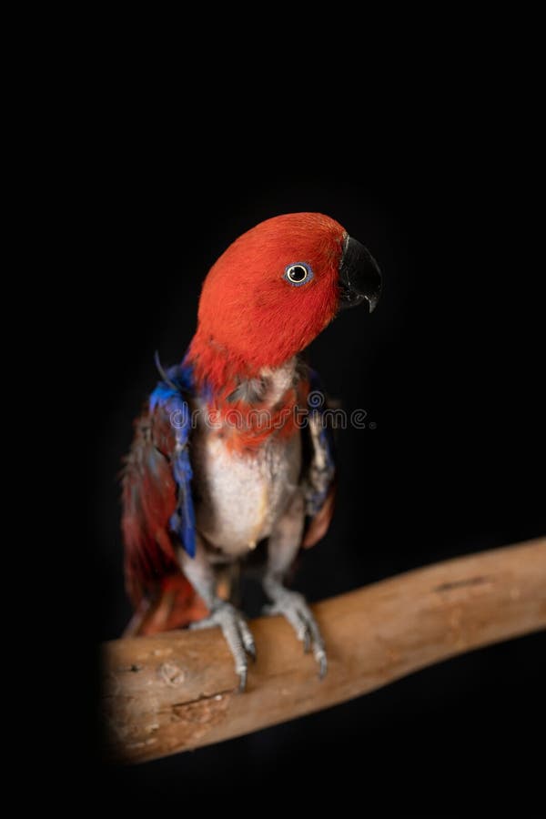 A Female Eclectus Parrot with Plucking Behavioural Issues Stock Image ...