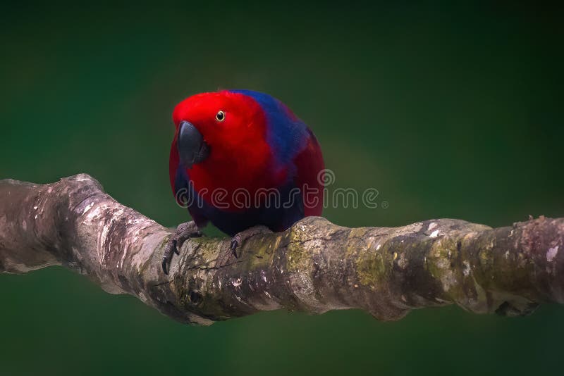 Female Eclectus Parrot stock image. Image of portrait - 298746683