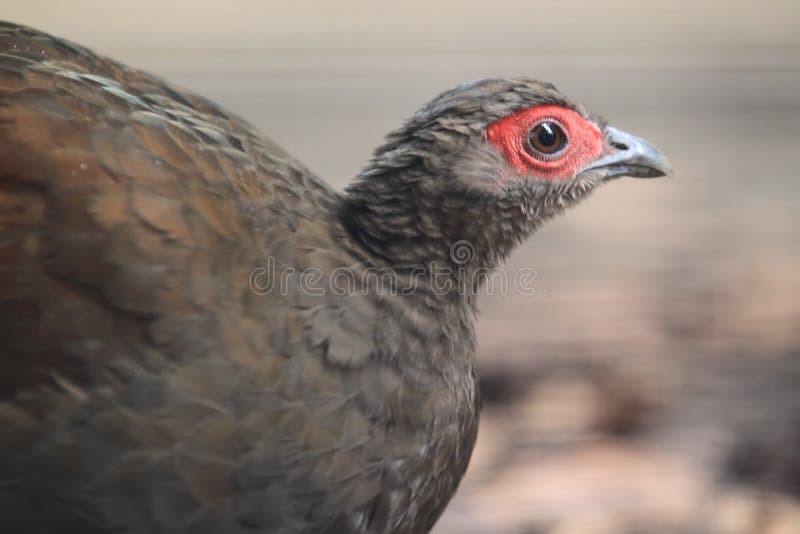 Edwards pheasant stock photo. Image of detail, bird - 106574512