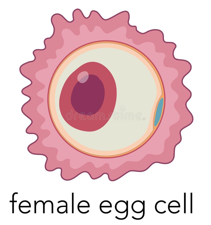 Female Egg Cell on White Background Stock Vector - Illustration of ...