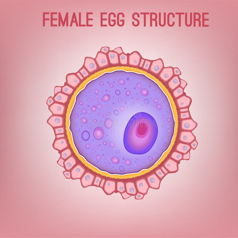 Female Egg Structure Stock Vector Illustration Of Female 100552473