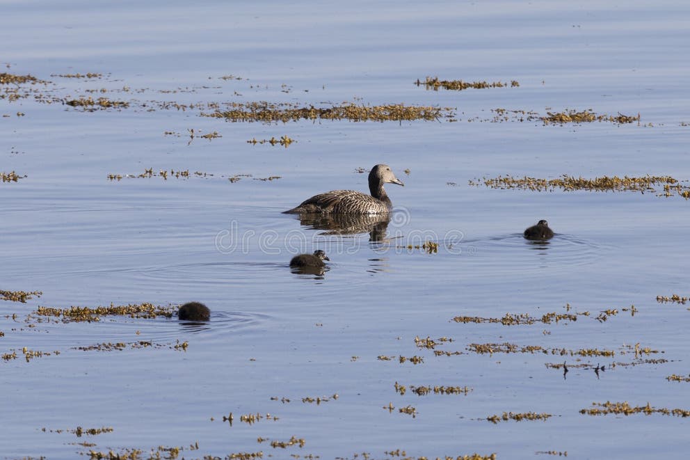 Female Eider Bird with Chicks Stock Photo - Image of migratory, common ...