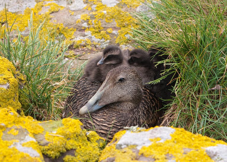 Female Eider Duck with Chicks Stock Image - Image of female, mollissima ...