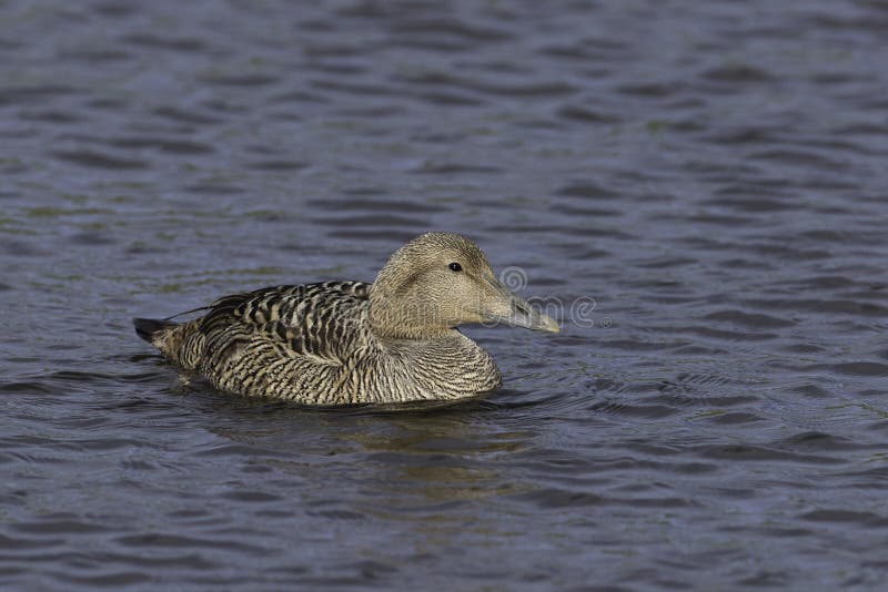 Female Eider Duck on Grimsey Island, Iceland Stock Photo - Image of ...
