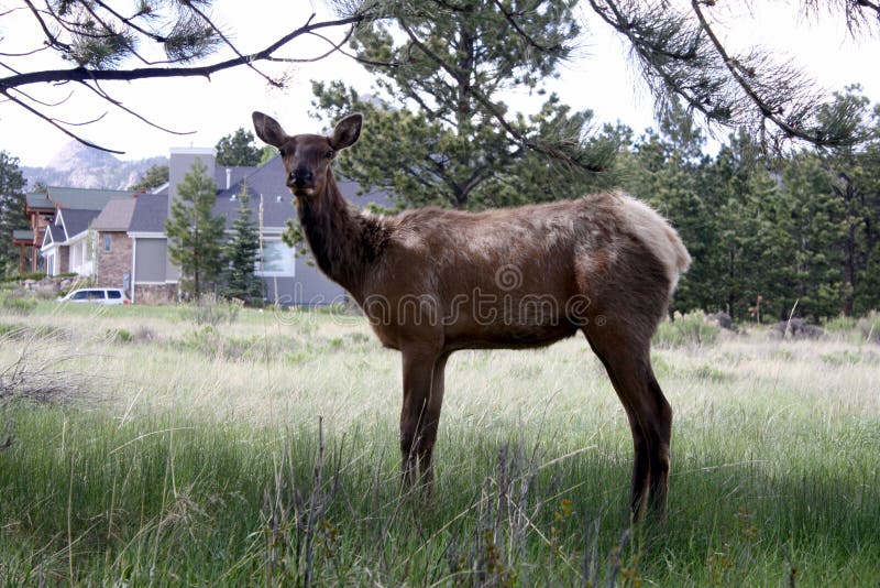Female Elk stock photo. Image of colorado, grass, estes - 55265966