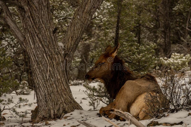 Female Elk Rests in Forest on the Edge of Grand Canyon Stock Image ...